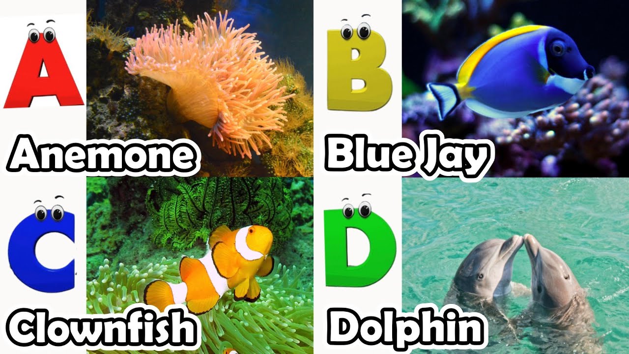 ABC phonics animals | ABC Sea Animals song | English and Animals for ...