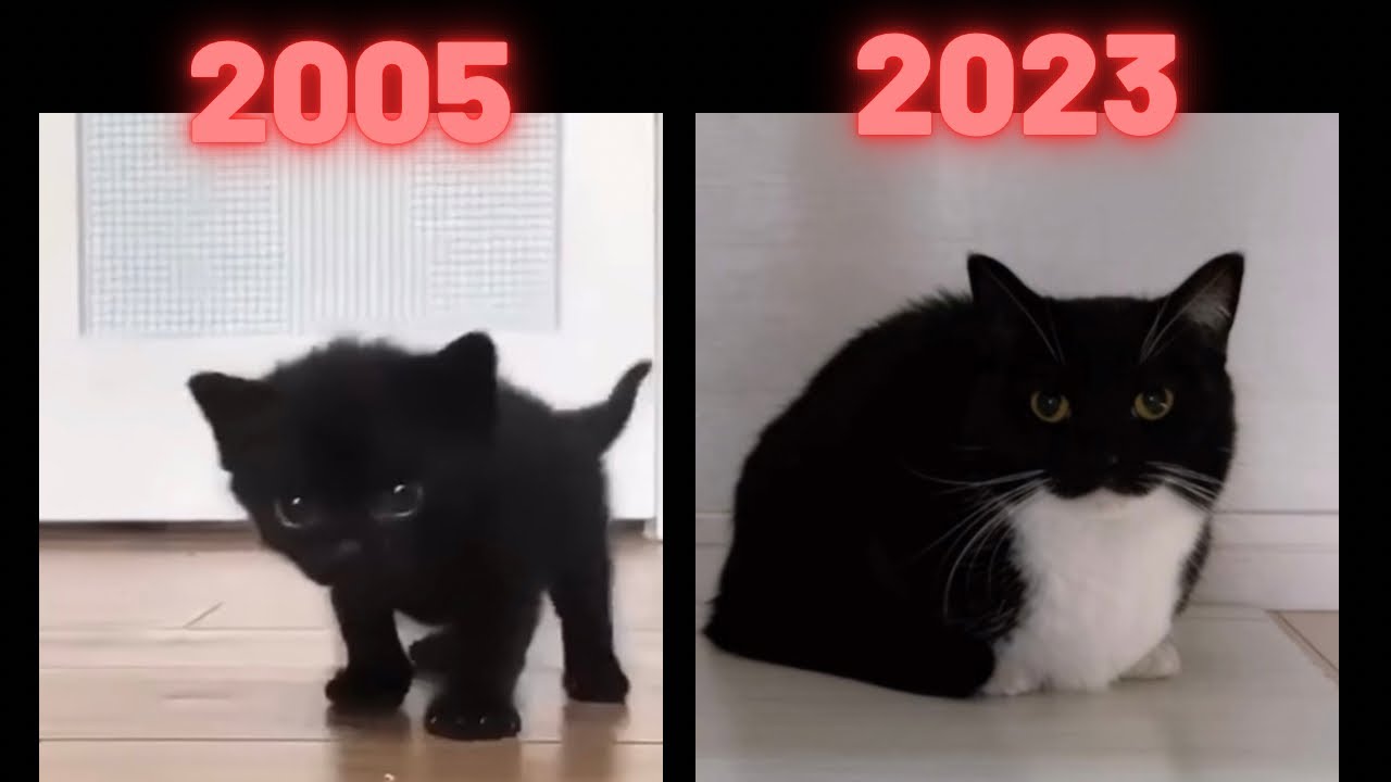 Evolution Of Maxwell The Cat - YouTube