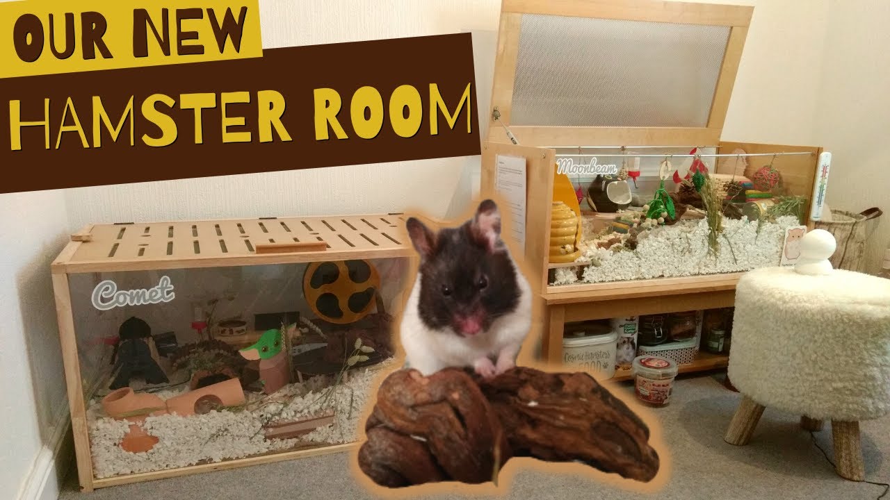 Pet Room | Hamsters - YouTube