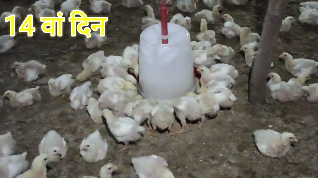 14th Day Growth of Poultry Chicken | Murgi Ke Vikas Ka 14 van Din - YouTube