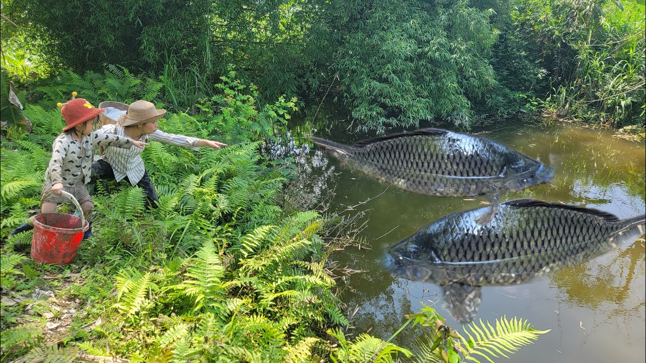 Full video: How to harvest giant fish in wild puddles. Giant fishing ...