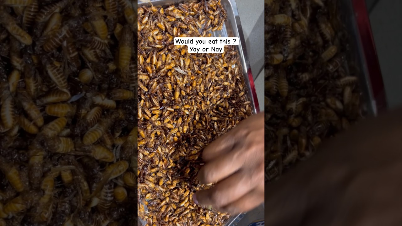 Flying Termites - Can eat it as a snack or with pap #southafrica # ...