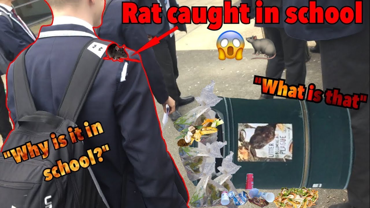 RAT CAUGHT IN SCHOOL🐀 Students Go CRAZY!!!😱 - YouTube