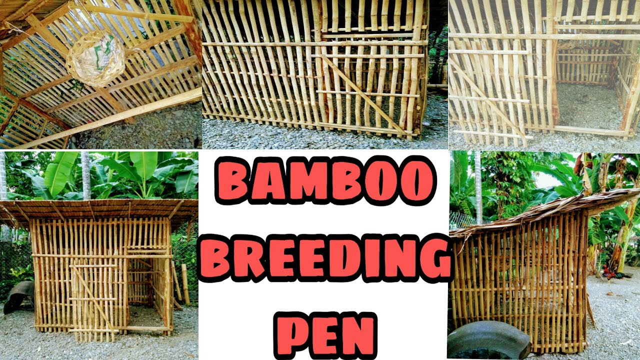 DIY BREEDING PEN/BAMBOO BREEDING PEN/LOW COST BREEDING PEN - YouTube