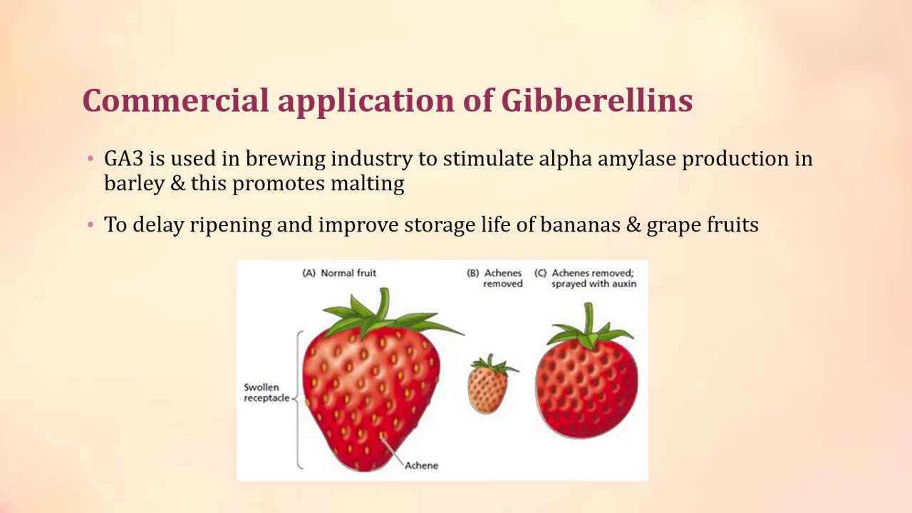 Second Year Biology Chapter 17 Lecture 20 Role & Application of ...