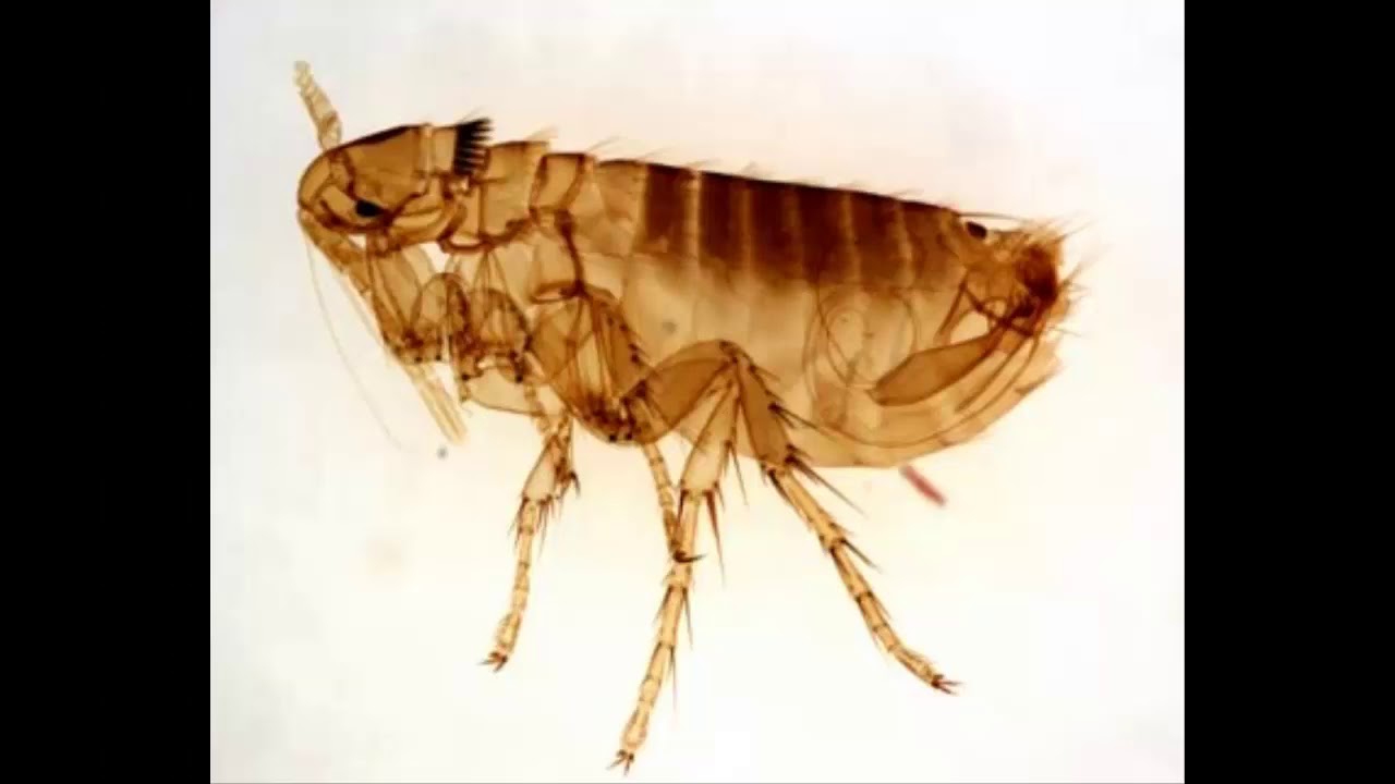 remedios y tecnicas caseras para eliminar pulgas - como eliminar pulgas ...