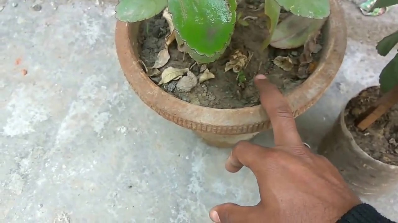 How to grow patharchatta plant care and tips || ‎Kalanchoe Pinnata ...