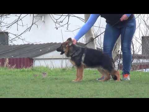 Zavist Bogov Monza 4 months