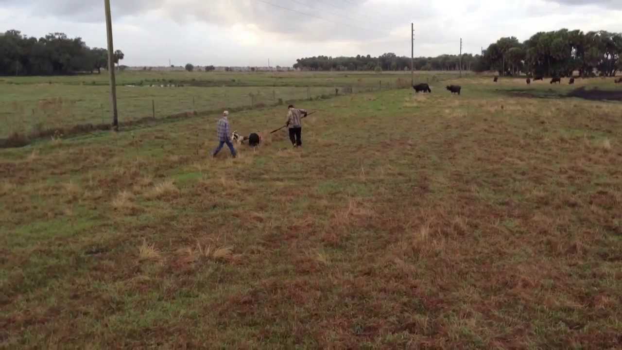 SPEAR CHUCKERS HOG HUNT IN FLORIDA - YouTube
