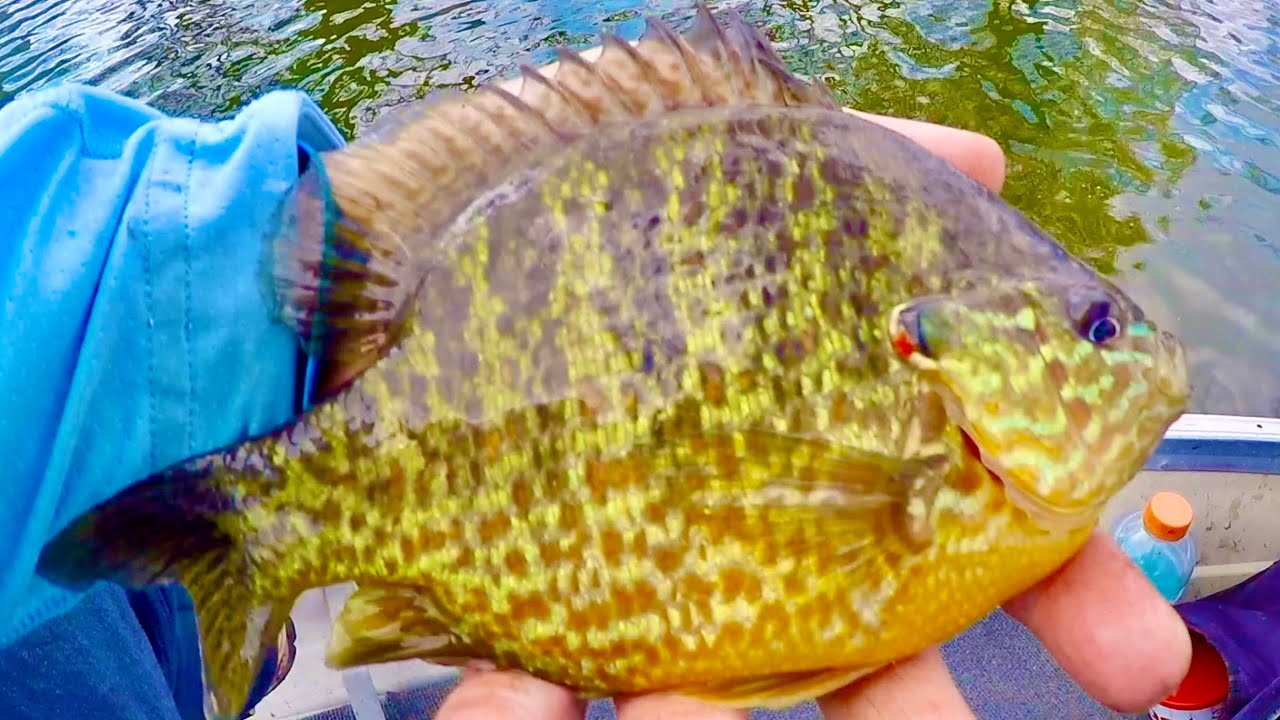 Catching Spring Pumpkinseed Panfish! - YouTube