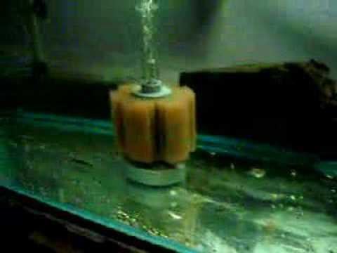 baby piranha turkish