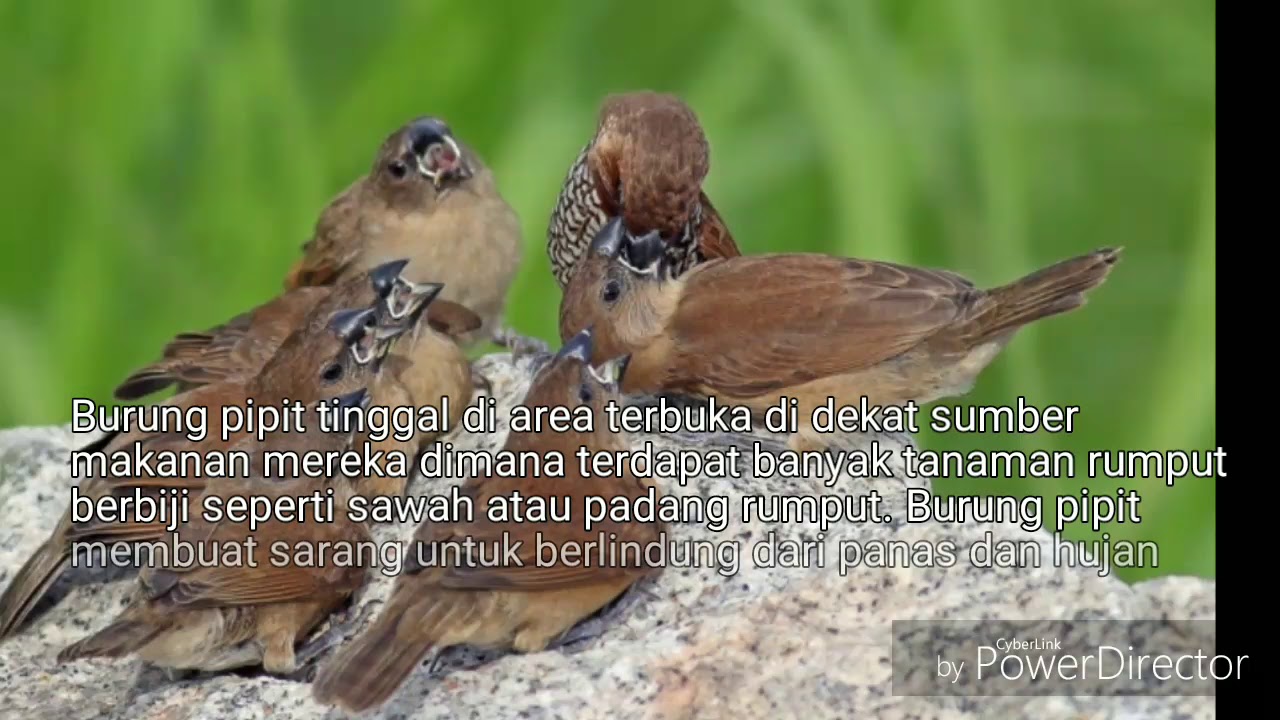 Hama Burung Pipit Pada Tanaman Padi - YouTube