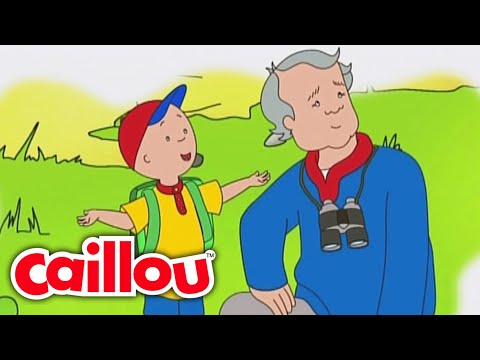 Yaban Mersini Noktası | Caillou Türkçe - WildBrain | Çocuklara Yönelik Filmler
