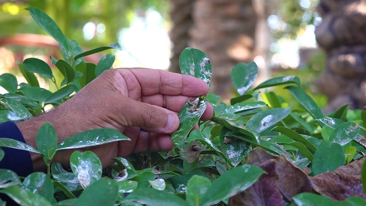 اسباب تدهور و موت النبات Plant Degradation And Death Youtube