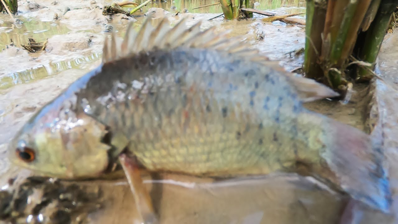 Catching A Lots Of Climbing Perch Fish In The Dry Season In The Rice ...