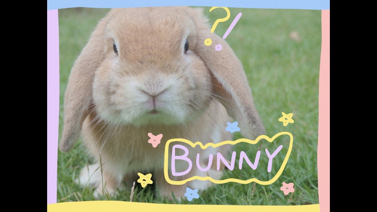 백예린 - Bunny (Cover) - YouTube