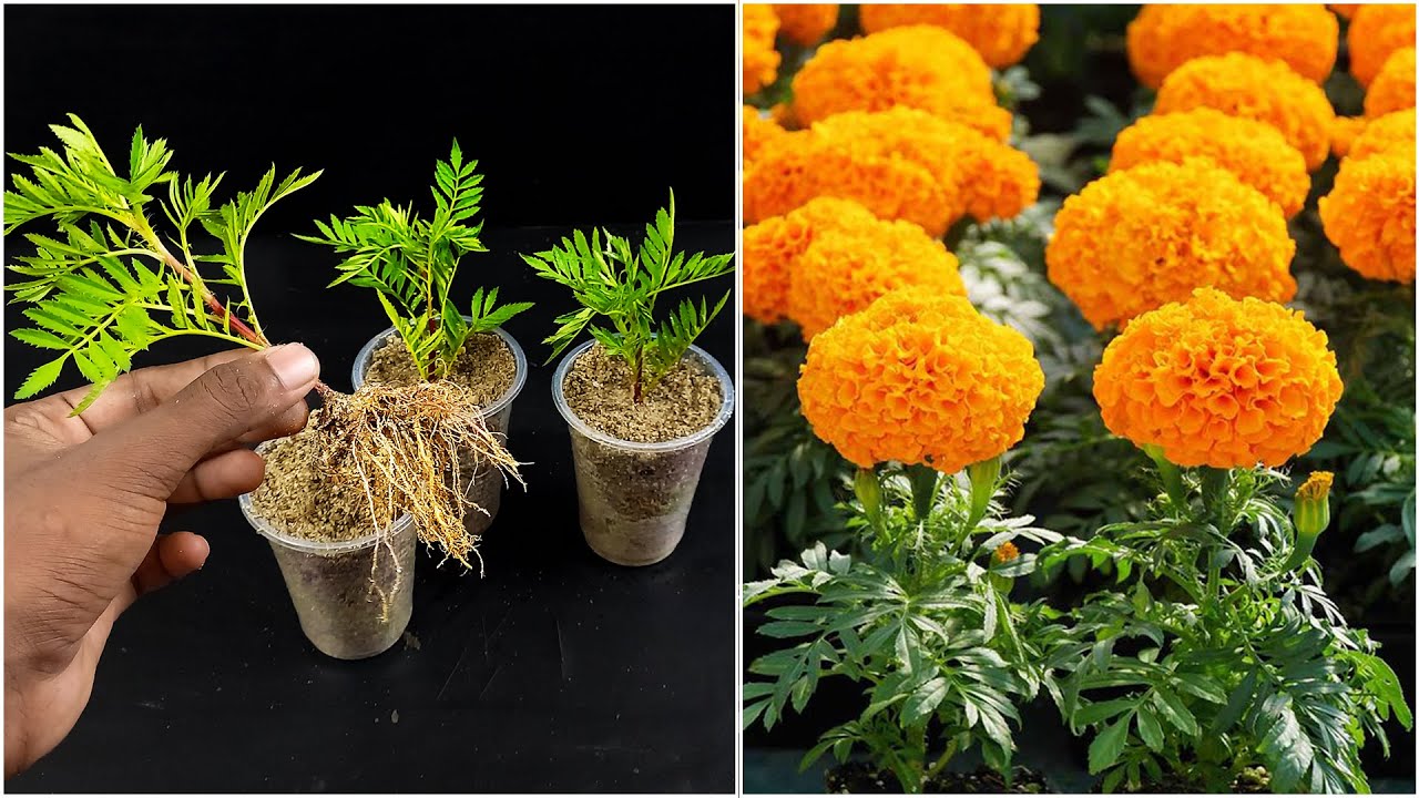 Grow marigold plants from cuttings | Grow plants from cuttings - YouTube
