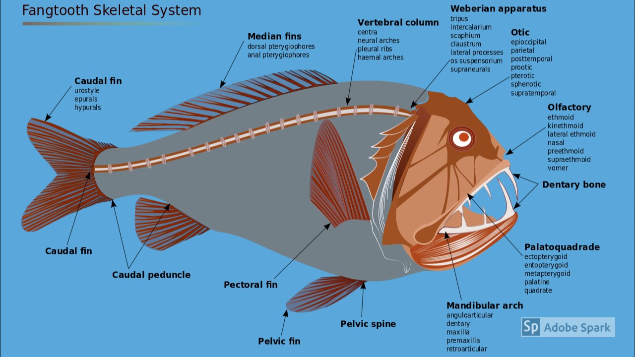 Creature Feature #2 - Anoplogaster Cornuta (Fang Tooth Fish) - YouTube