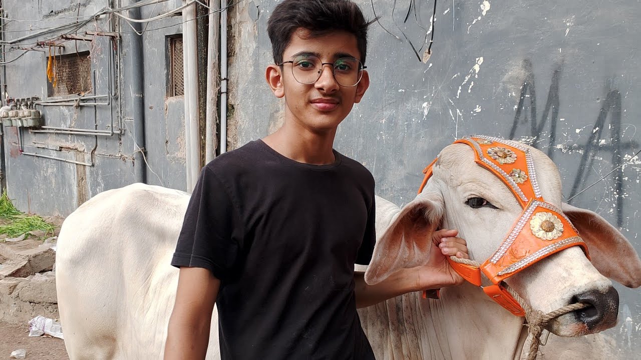 ALHUMDULLAH qurbani ka janwar leliya | ibrahim vlogs - YouTube