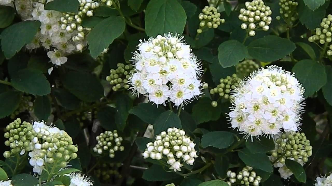 spiraea nipponica snowmound - YouTube