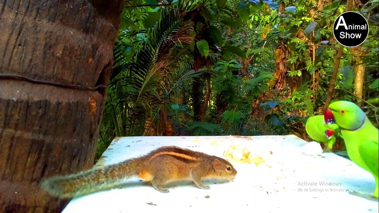 Parrots Couple, Parrot Eating Rice, Green Parrot (February 11, 2025 ...