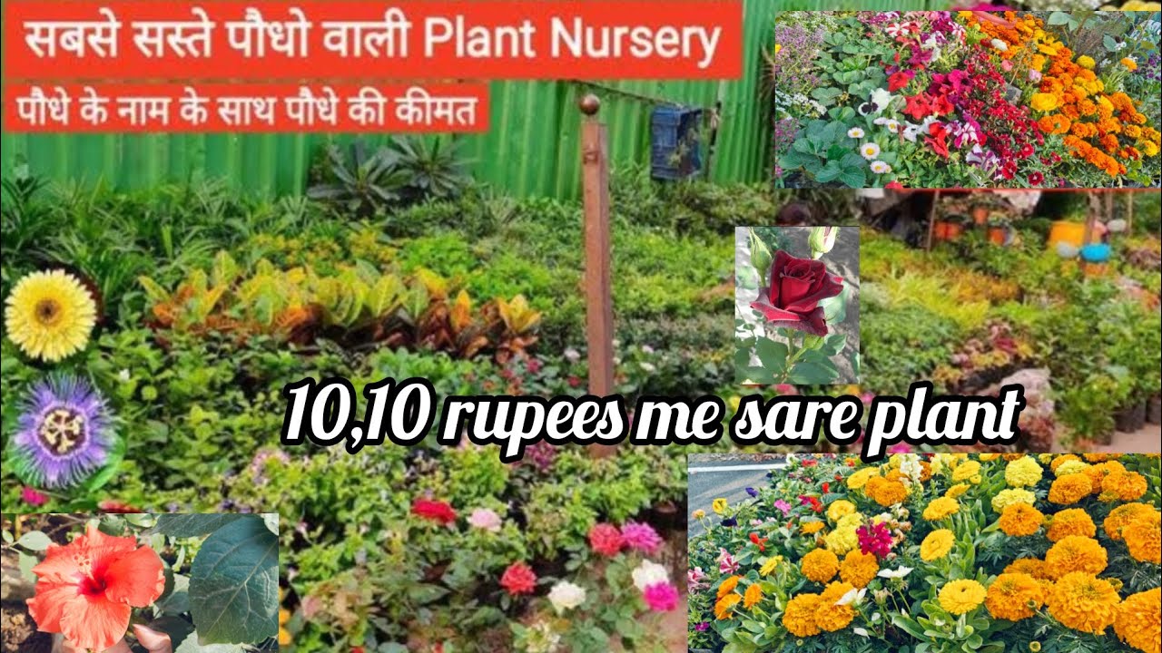Bareilly ki sabse sasti nursery plant Name with price // beautiful ...