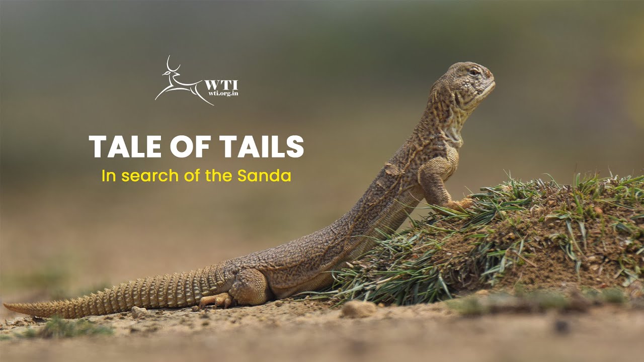 Tale of Tails | In search of the Sanda | Indian spiny-tailed lizard ...