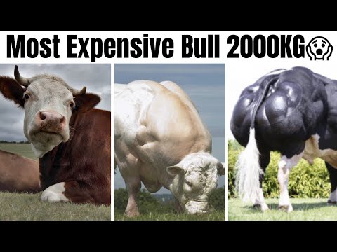Most Expensive Bull In The World!! Top Biggest Bull!! Dunya ke sab se ...