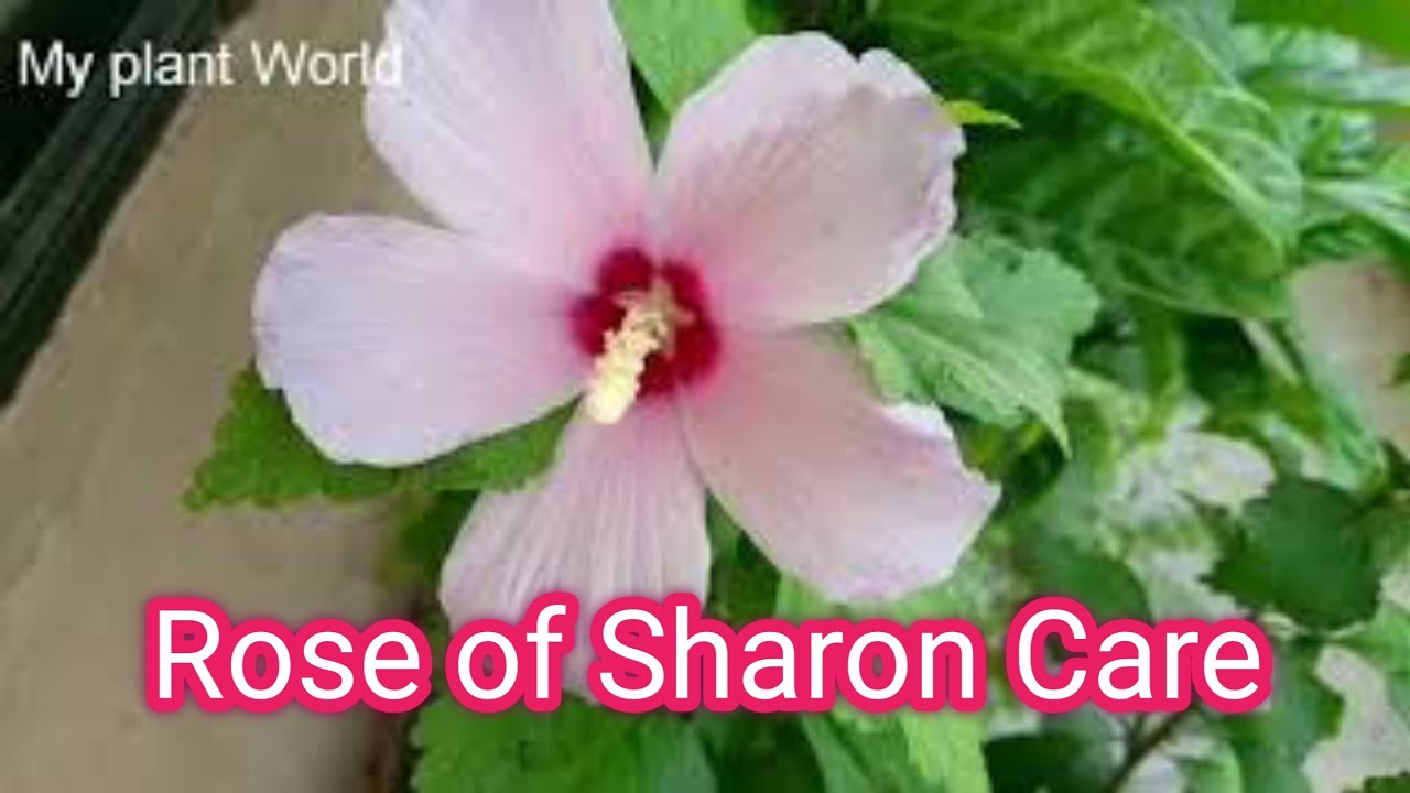 How to grow and care Rose of sharon (Hibiscus syriacus) - YouTube