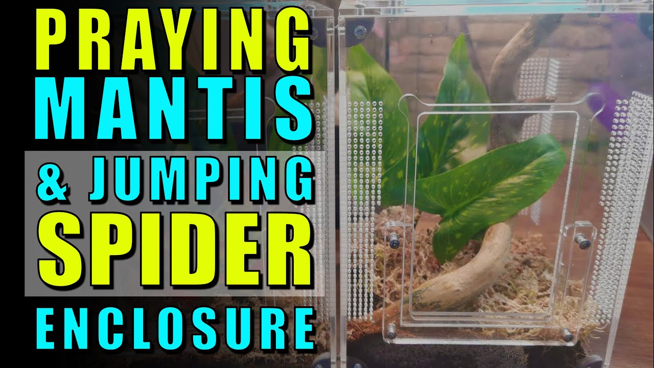 Jumping Spider/Mantis Enclosure - Promantis™ - YouTube
