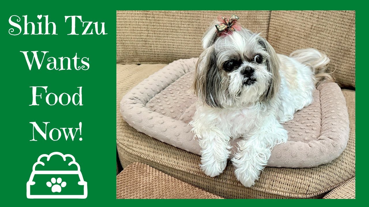 Shih Tzu always barks for food 🍖🤣 | Silly Lacey dog is 14 years old and ...