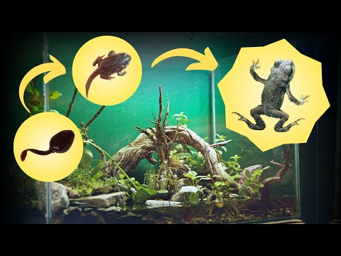 I Found Tadpoles and Built them a New Home