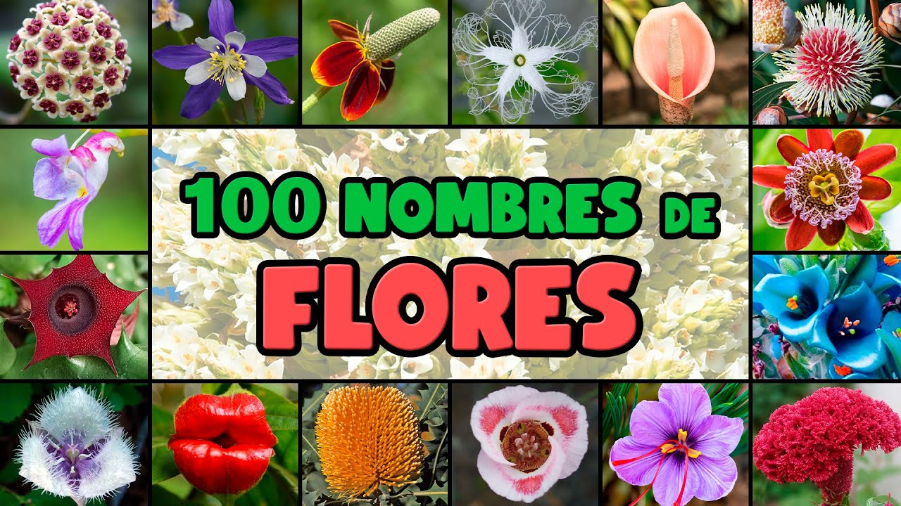 100 NOMBRES de FLORES muy BELLAS Y COLORIDAS - YouTube