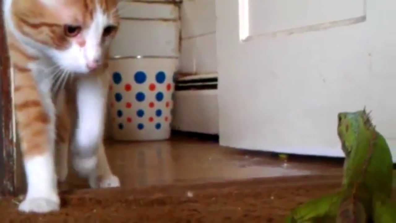 Cat vs Lizard - YOU SHALL NOT PASS! - YouTube