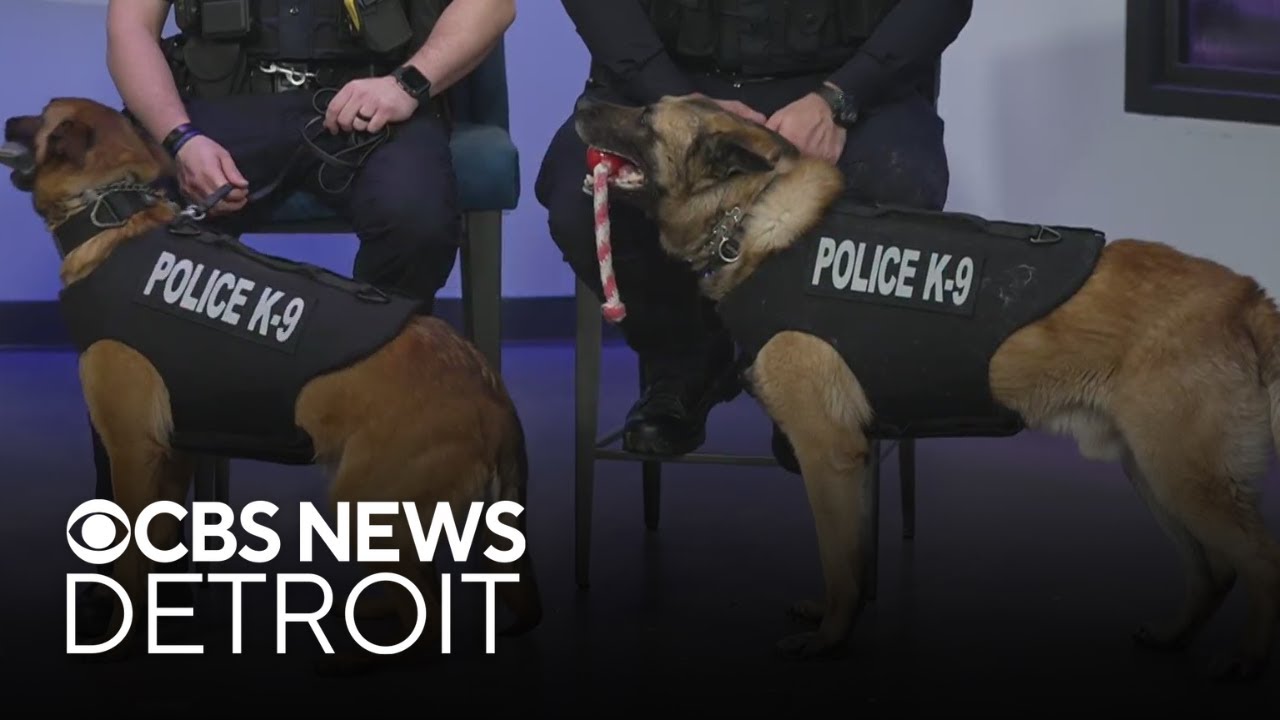 Royal Oak police K9s receive donation of body armor from nonprofit ...