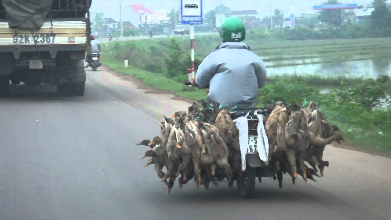 Ducks on Highway no. 1, Vietnam - YouTube