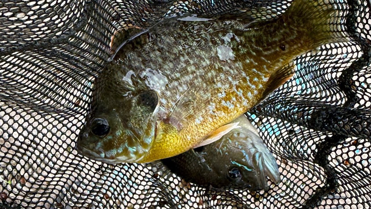 (FLATHEAD CATFISH CANDY🔥🔥🔥) and where and how I go about getting - YouTube