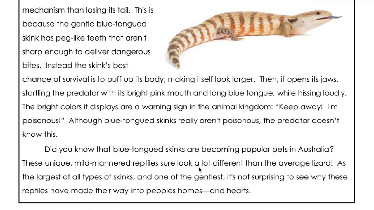 A Lizard with a Blue Tongue - YouTube