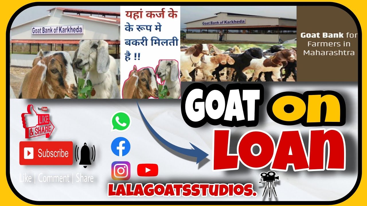Goat On Loan Goat Bank Of Karkheda Akola Maharashtra|Lalagoatsstudios📽 ...