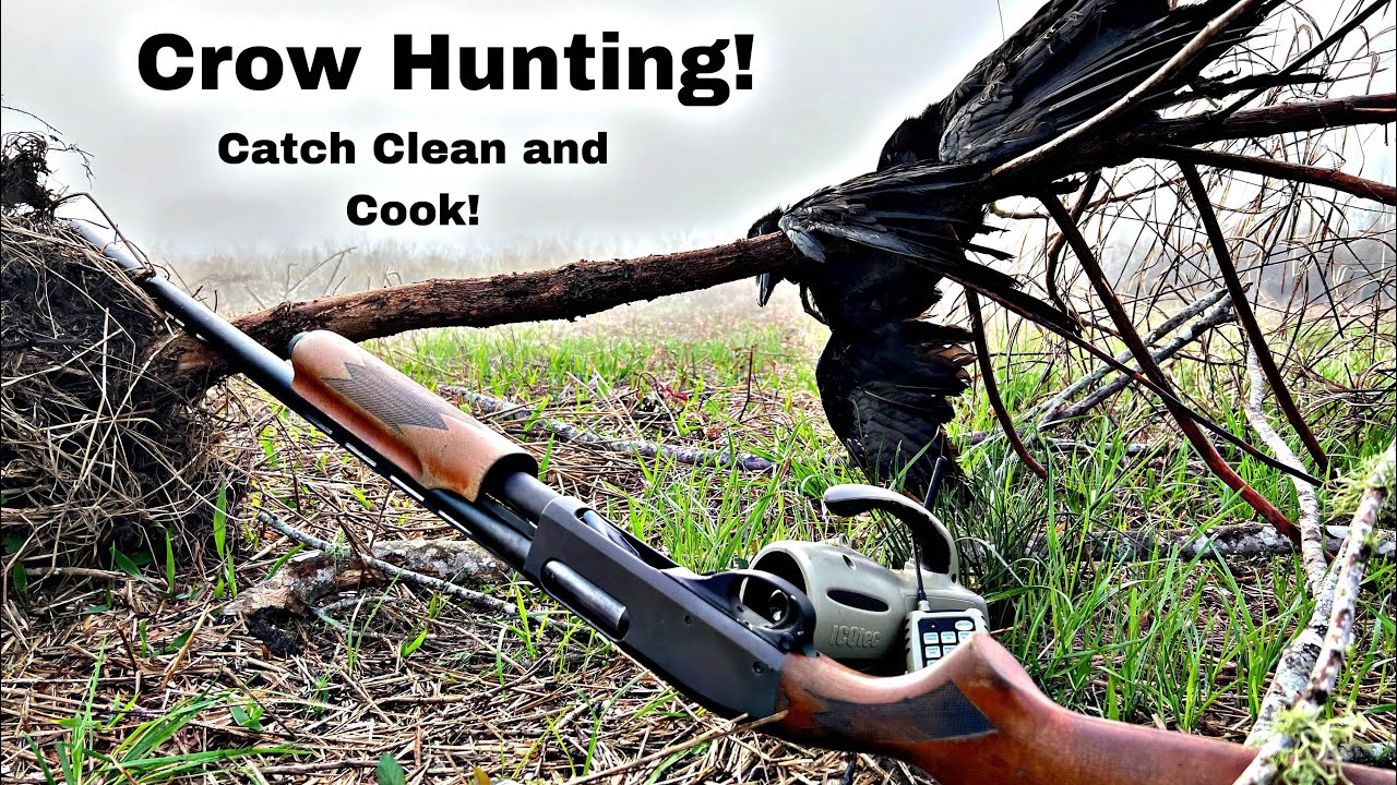 Crow Hunting in Backyard! (Catch,Clean and Cook in the Blind) - YouTube