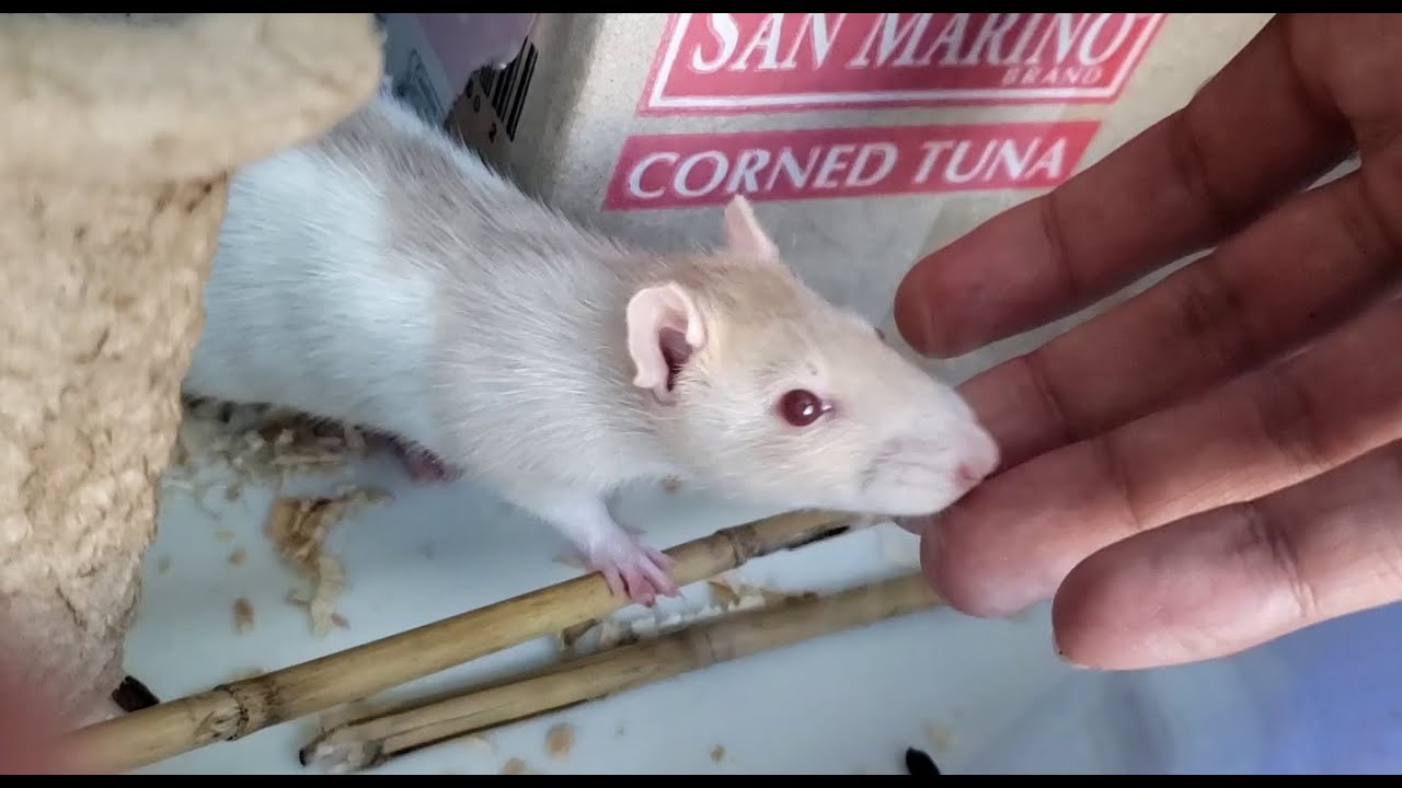 Daytime Fun with the Ratties (Part 2) - YouTube