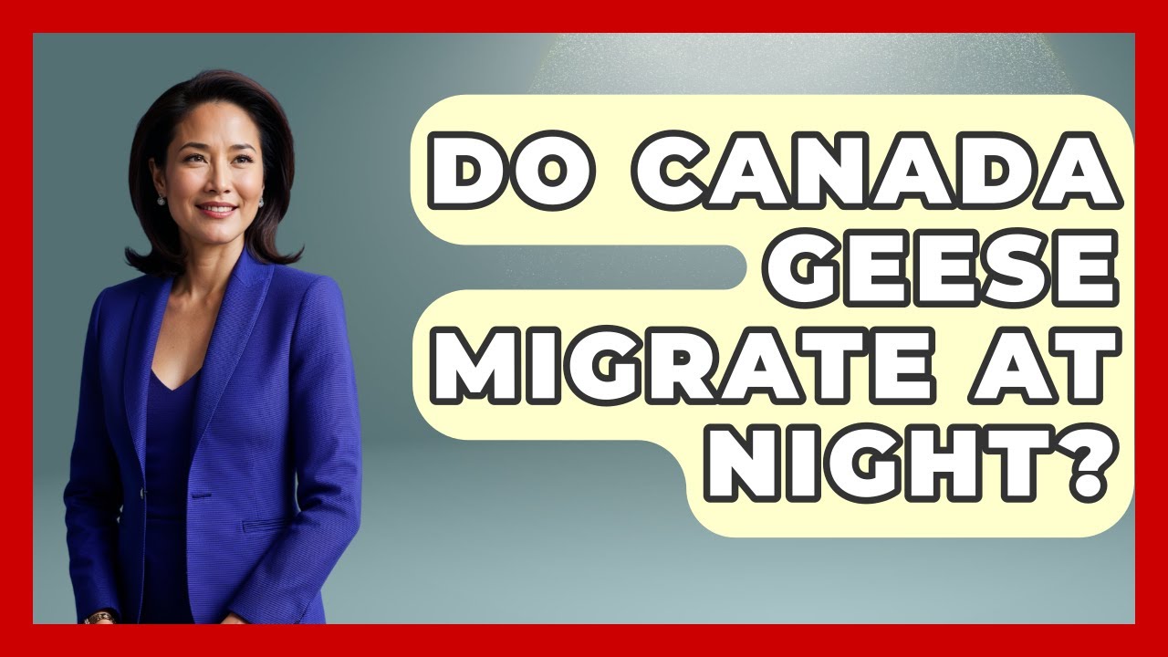 Do Canada Geese Migrate At Night? - Bird Watching Diaries - YouTube