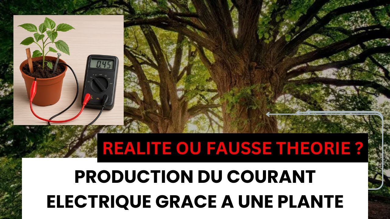 Ce Monsieur produit de l'électricité grâce aux plantes. Cette vidéo ...