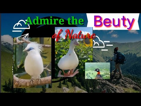 Admire the Beauty of Nature - YouTube