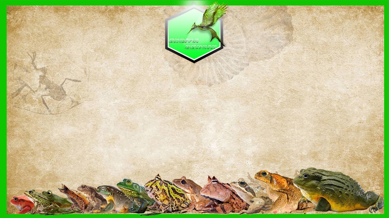 Frog Size Comparison [LIVING EXTINCT] - YouTube