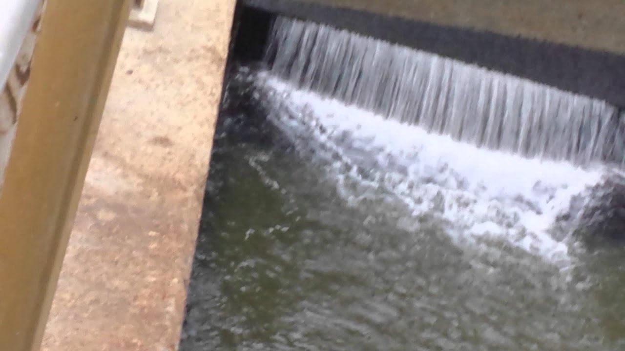 Fish along the spillway at Grenada lake dam, Mississippi - YouTube