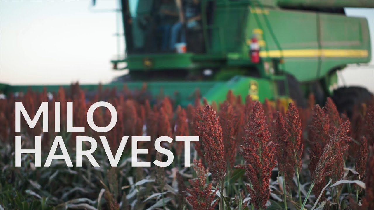 Sasse Fall Harvest (Milo) - YouTube