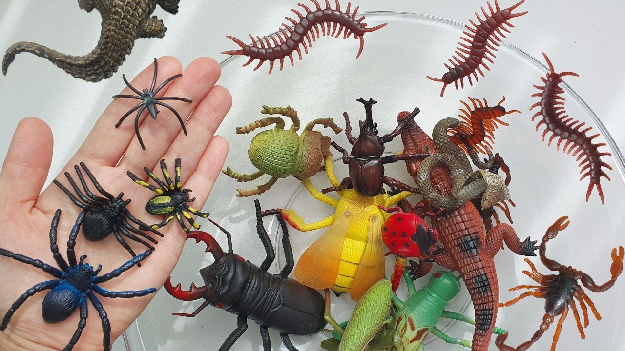 Learn BUG, INSECT, Lizard Names English beetle stag beetle 어린이 영어로 곤충 ...