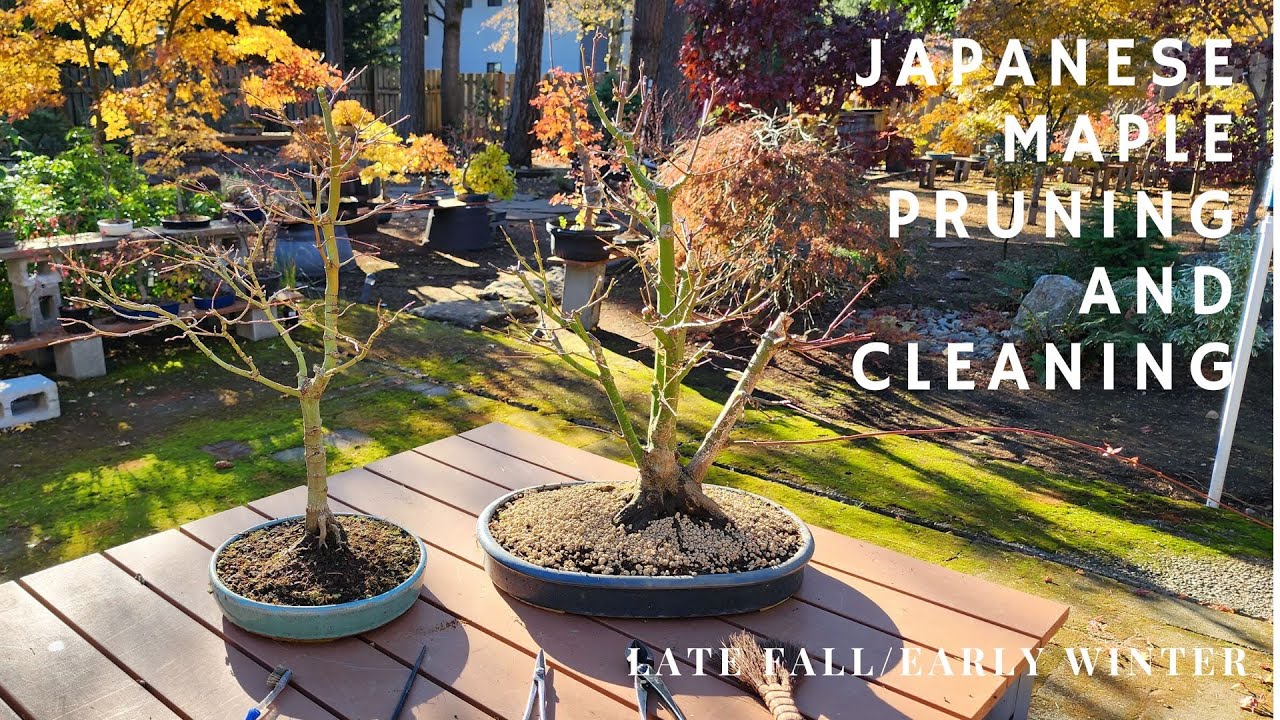 Japanese Maple Bonsai - Pruning and Cleaning in Late Fall/Early Winter - YouTube