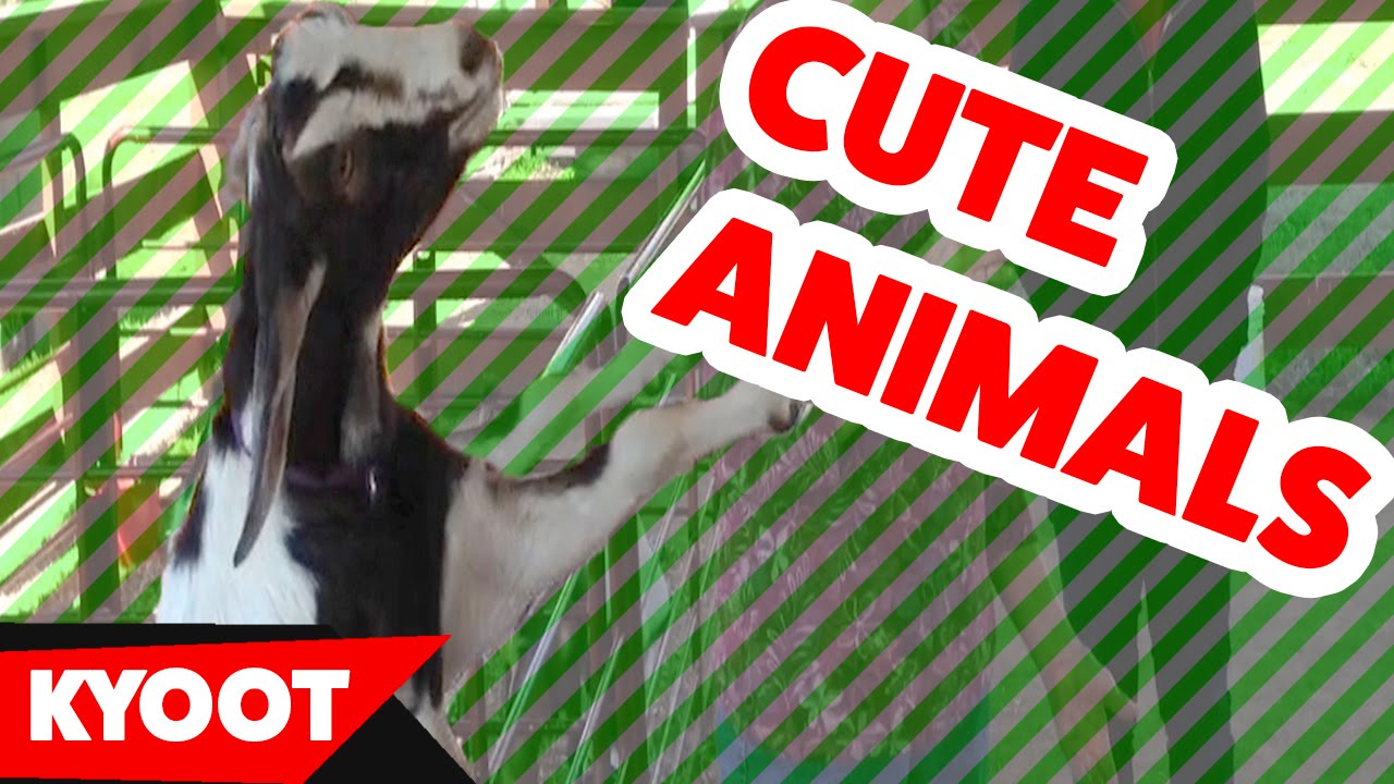 Funny Animals & Pets Videos of 2016 Weekly Compilation | Kyoot Animals ...